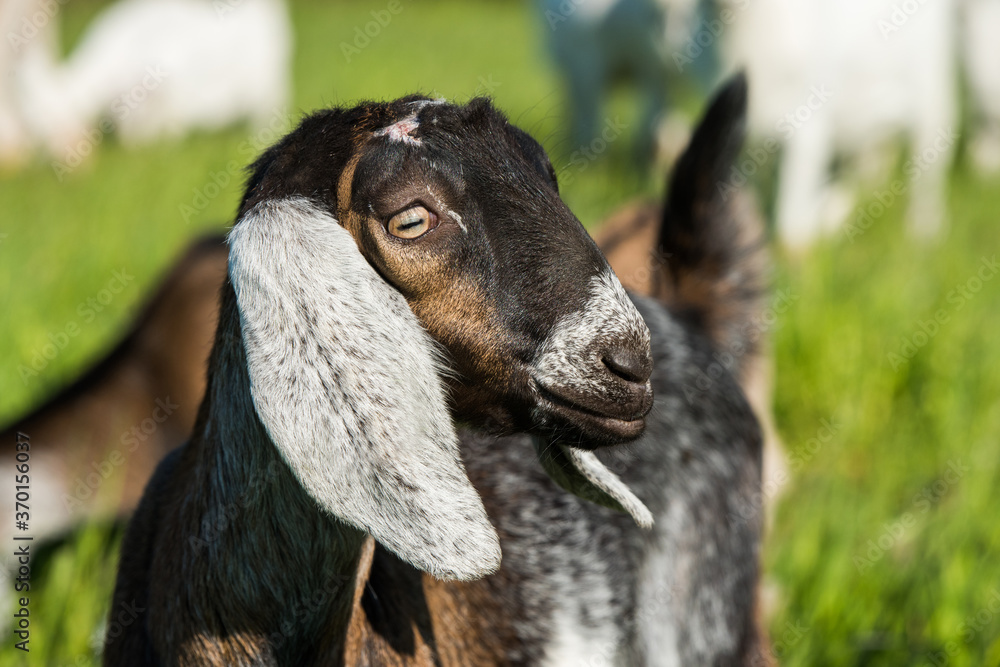 south african boer goat doeling portrait on nature Stock Photo | Adobe ...