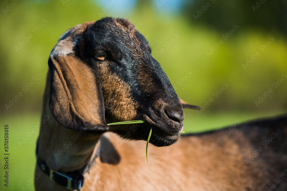 south african boer goat doeling portrait on nature Stock Photo | Adobe ...