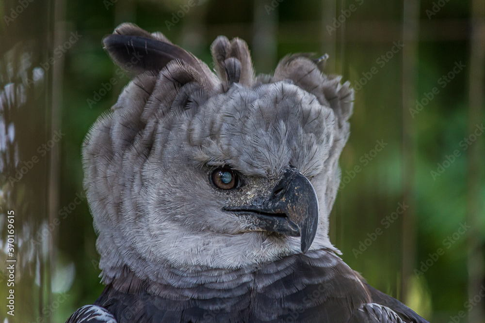 The harpy eagle (American harpy eagle, Harpia harpyja) is a neotropical ...