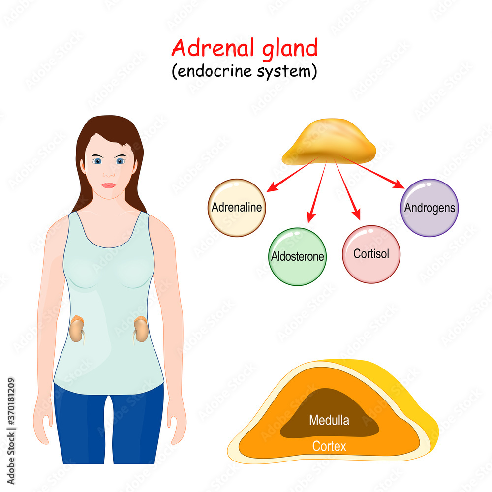 Adrenal gland. Structure, Location, and function of the suprarenal ...