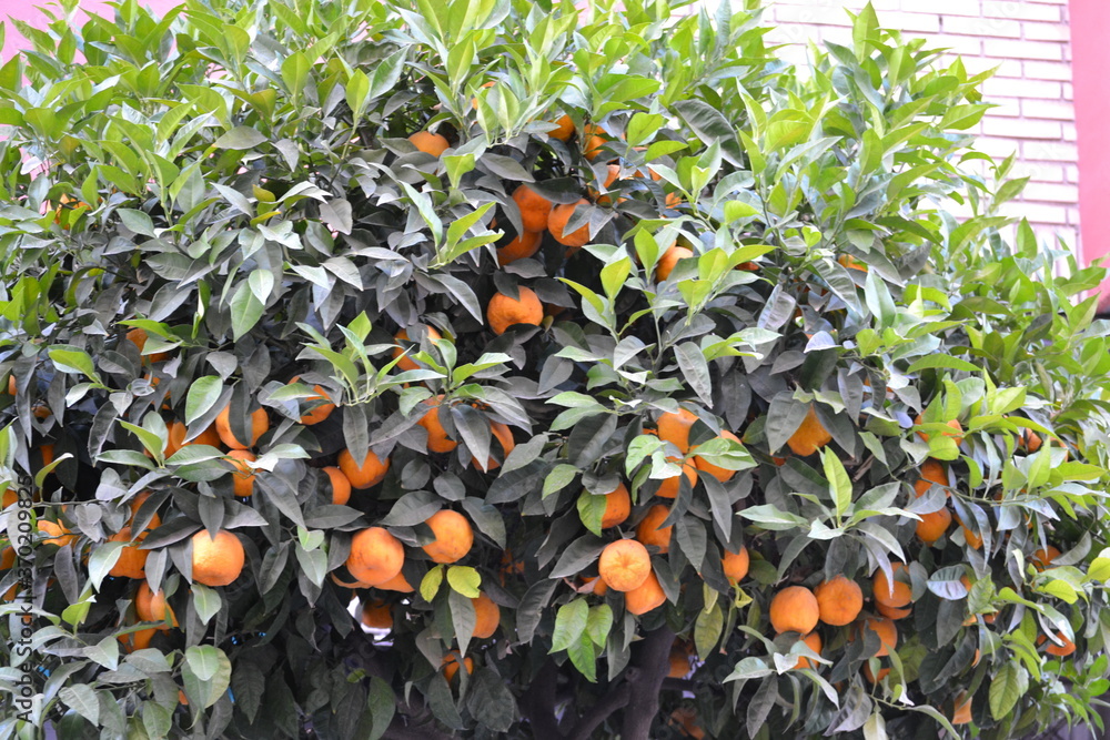 Ripe oranges on the tree, in Spain. Europe. Horizontal photography ...