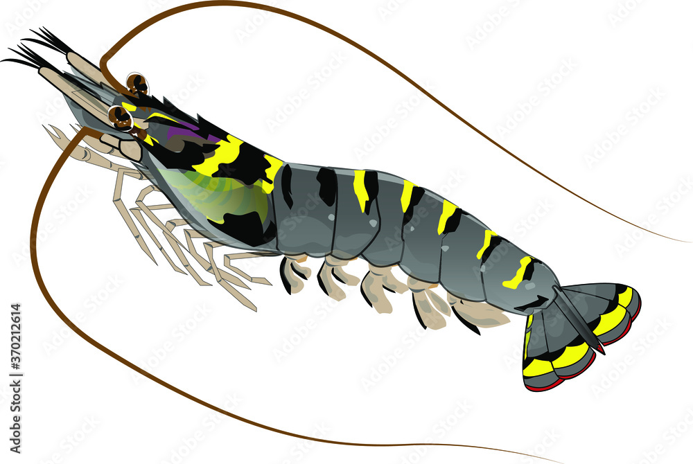 Black Tiger Prawn