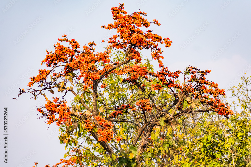 indian red flower Butea Monosperma tree looking awesome which is ...