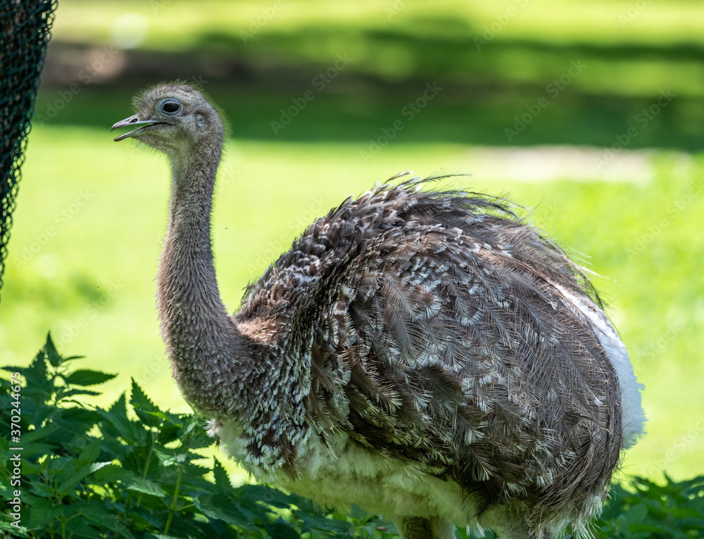 Darwin's rhea, Rhea pennata also known as the lesser rhea. Stock Photo ...