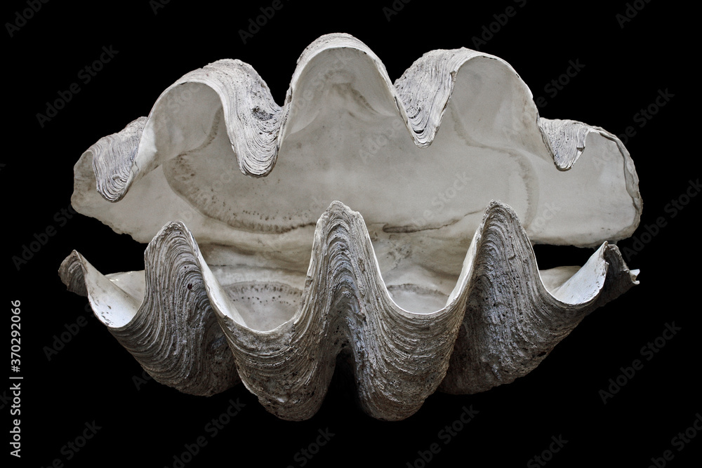 Tridacna Shell