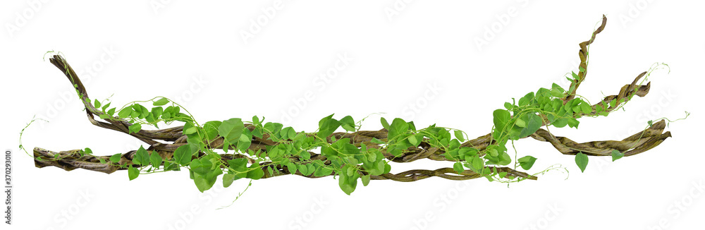 circular vine at the roots. Bush grape or three-leaved wild vine ...