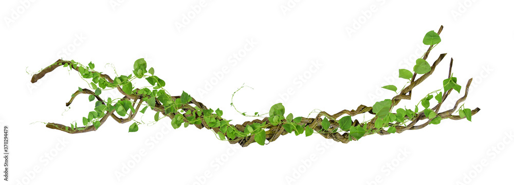 circular vine at the roots. Bush grape or three-leaved wild vine ...