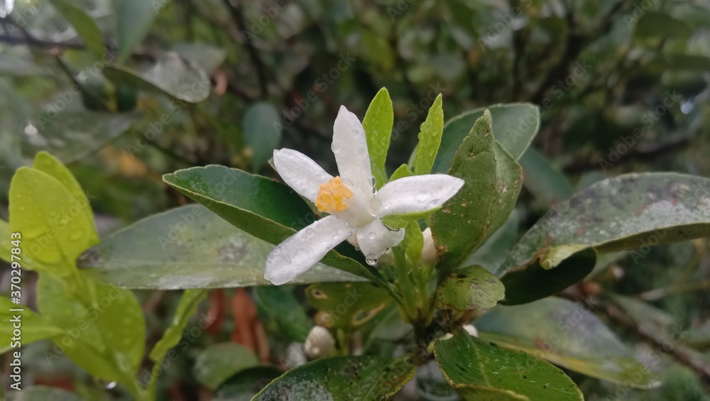 flower of calamansi lime after rain Stock Photo | Adobe Stock