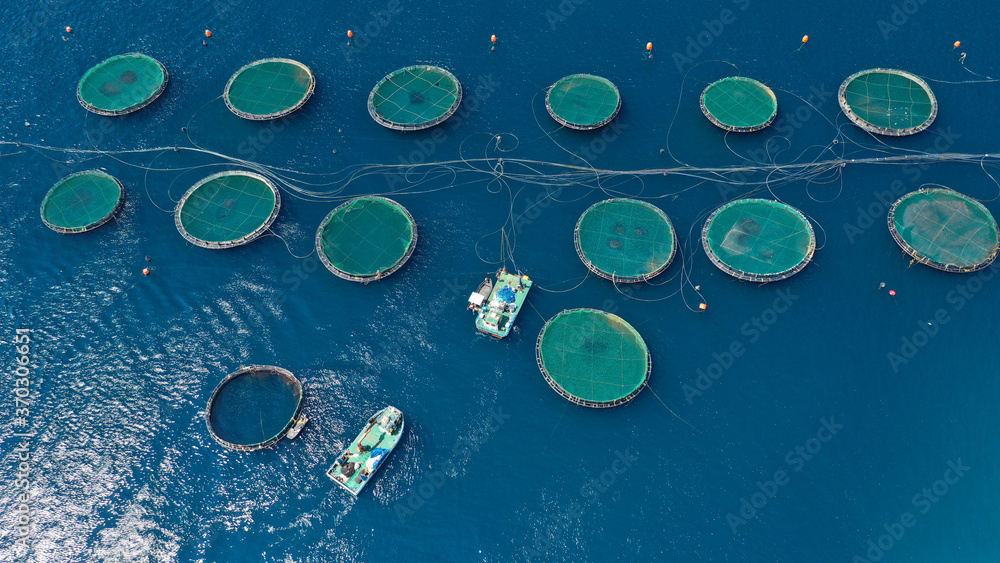 Aerial drone photo of large fish farming unit of sea bass and sea bream ...