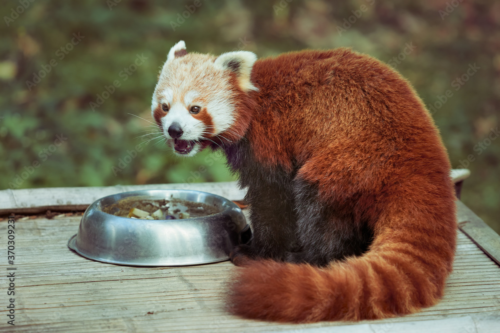 Cute little red panda eating in the zoo Stock Photo | Adobe Stock