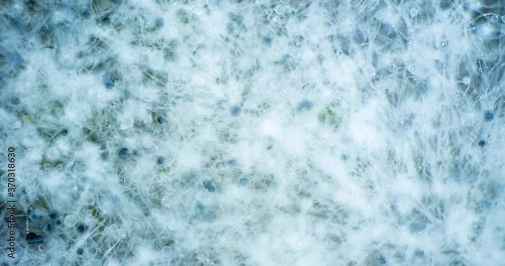 Mold Zygomycota growth time lapse on bread, super macro shooting ...