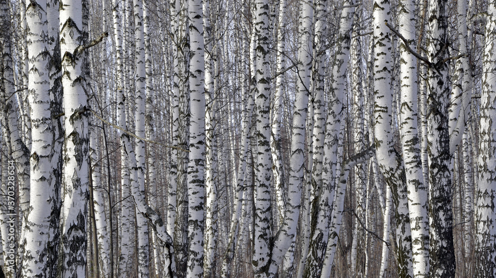Trunks of young white birches lit by the sun in a birch tree. View of ...