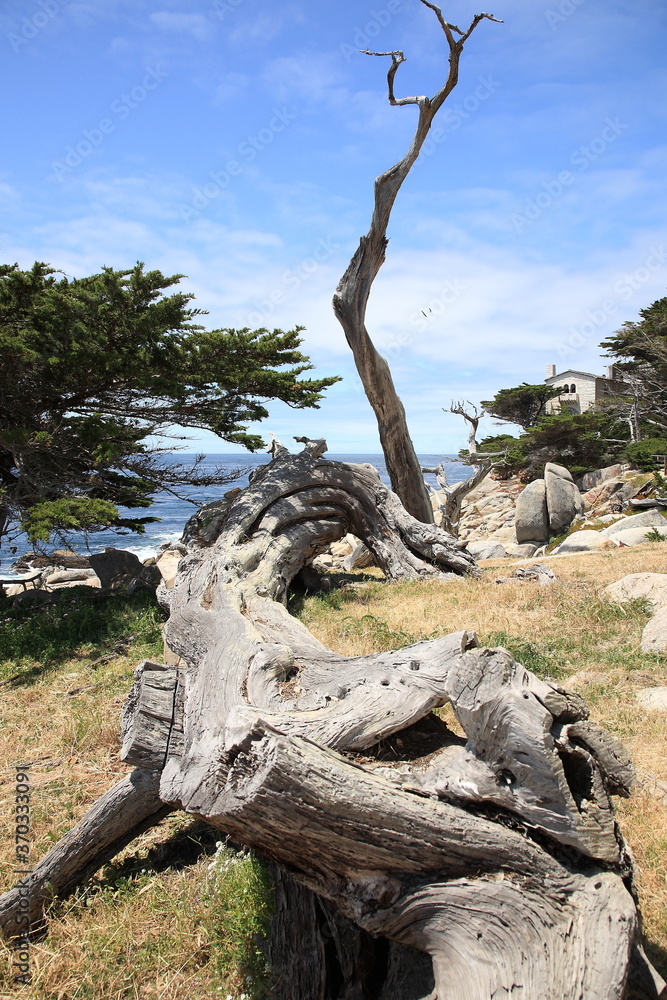 Landscape of Pescadero Point with ghost trees along 17 Mile Drive in ...