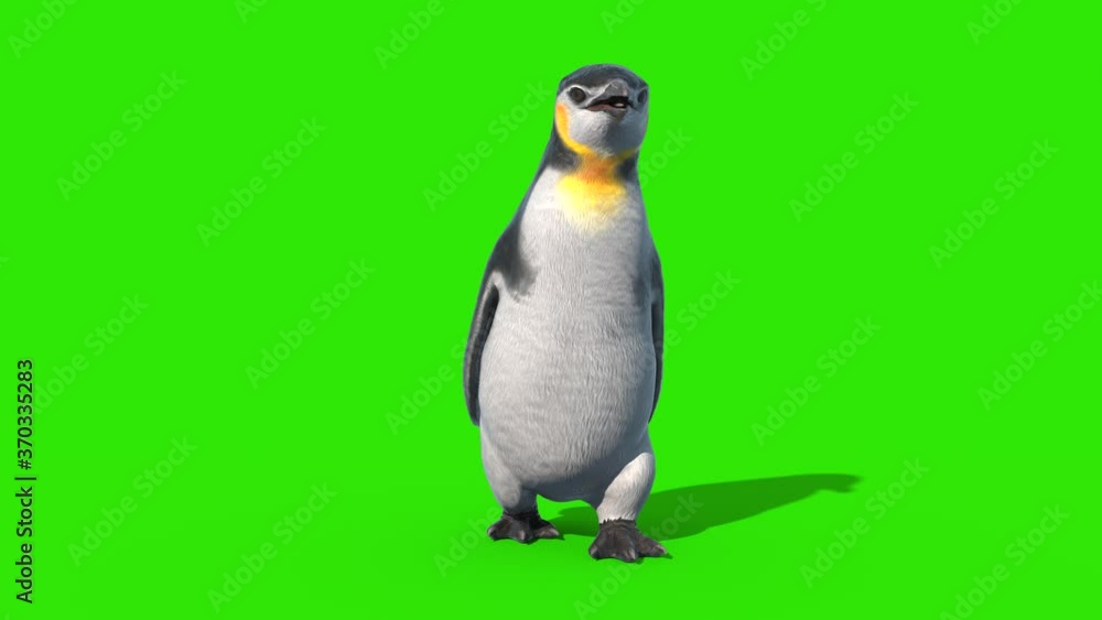 Penguin Walkcycle Green Screen Loop Front 3D Rendering Animation 4K ...