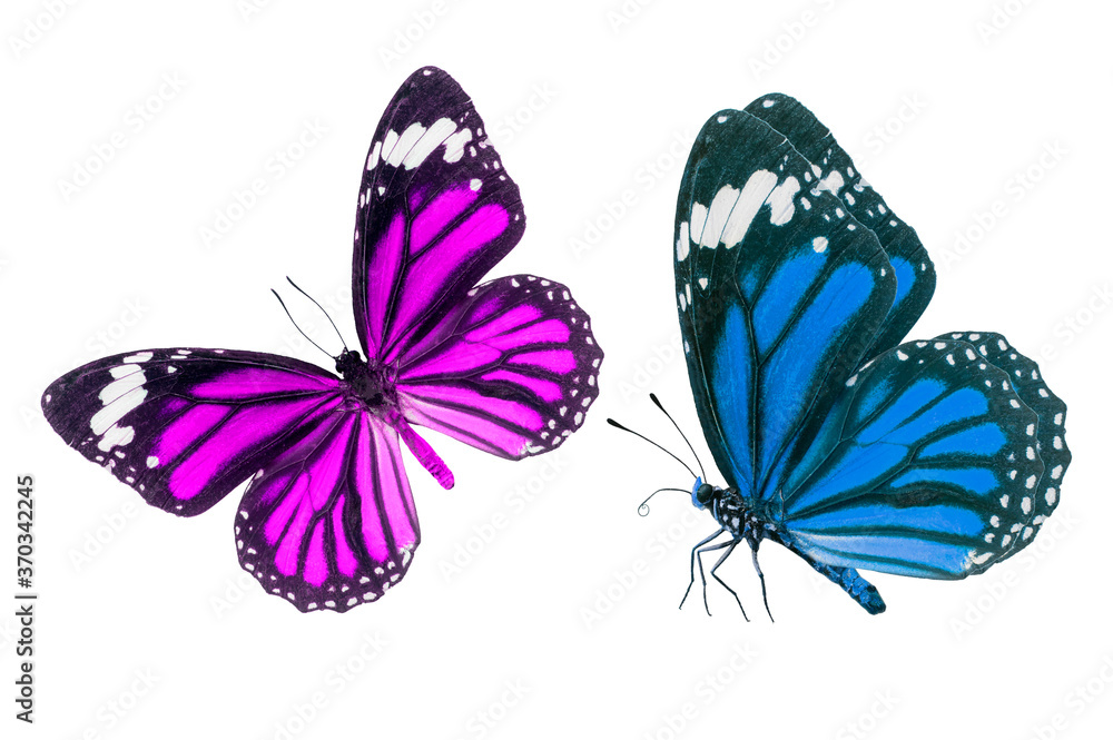 Beautiful buterfly winged isolated on white background Stock Photo ...