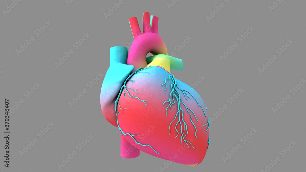Human Heart beat Anatomy animation. Rainbow texture in the heart model ...