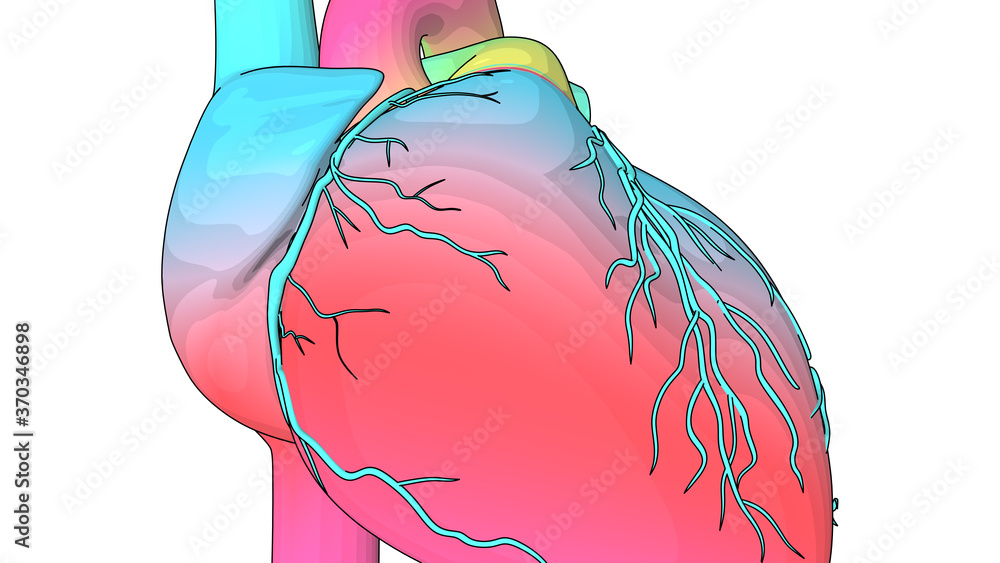 Human Heart beat Anatomy animation. Rainbow texture in the heart model ...