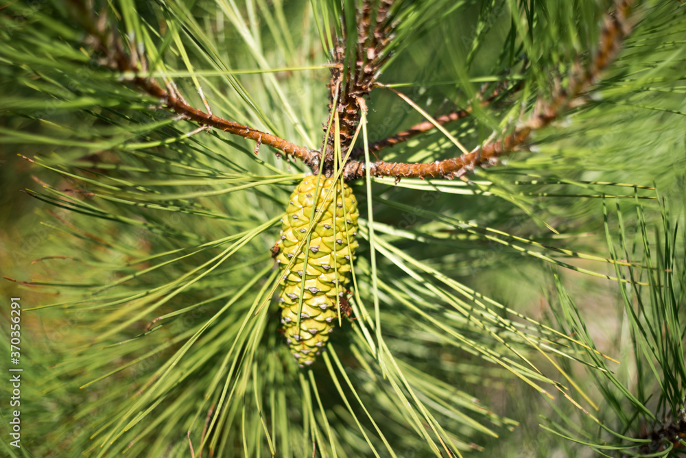 Young green cone of maritime pine. Pinus pinaster. The Landes forest in ...