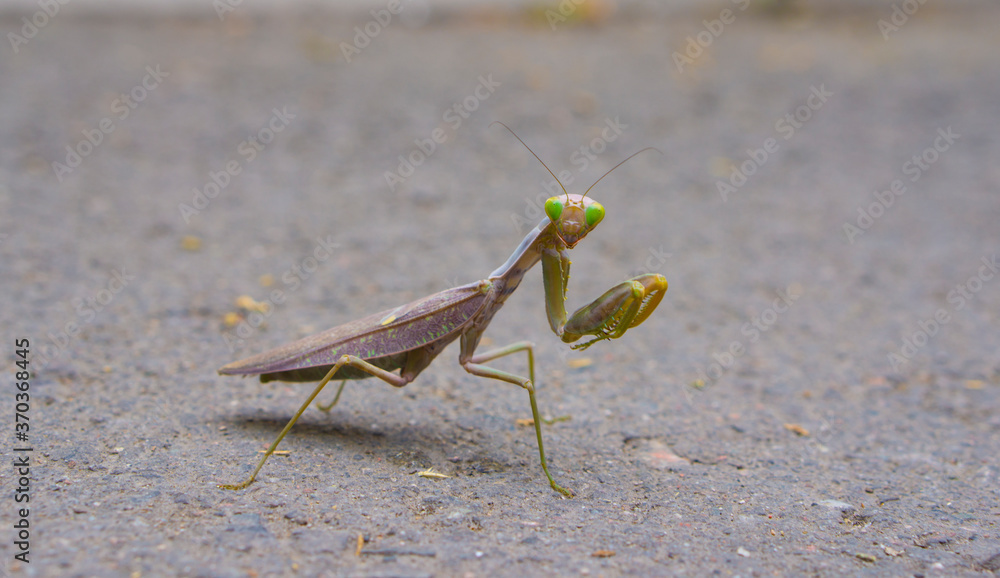 Large female praying mantis. Praying mantis with wings looks at the ...