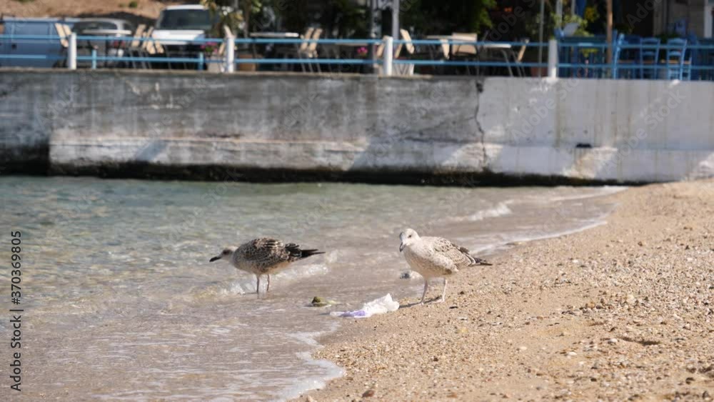 Vídeo do Stock: Human impact on environmental pollution - seagull ...