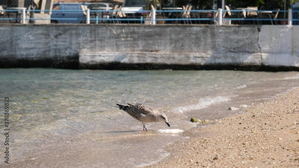 Human impact on environmental pollution - seagull biting a diaper left ...