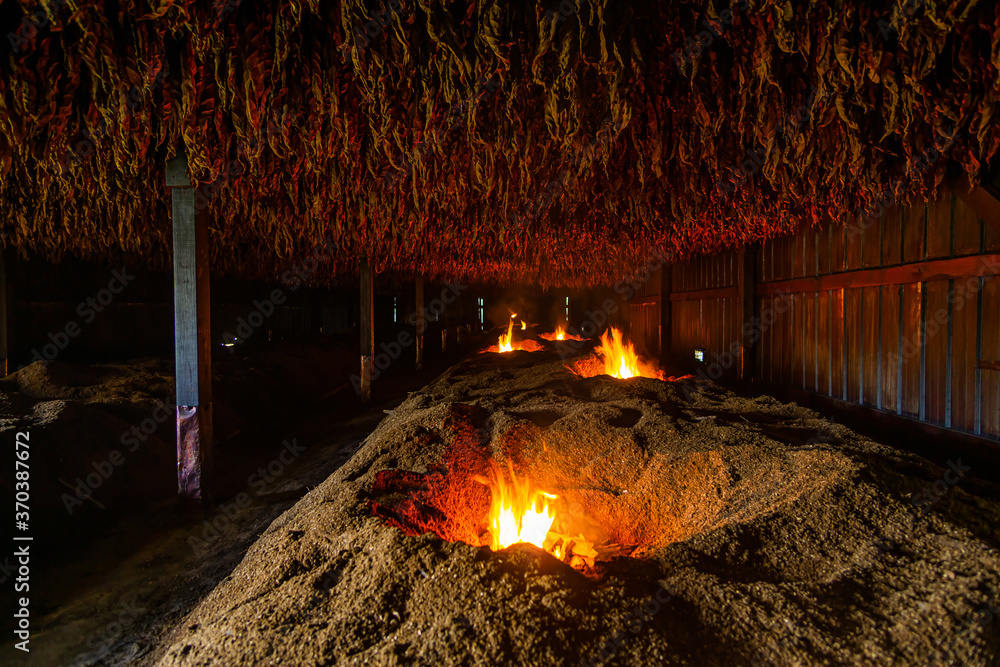 tobacco dark-fire curing process Stock Photo | Adobe Stock