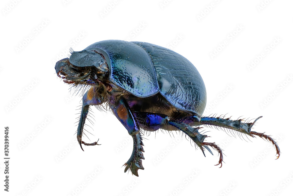insect, scarab beetle blue isolated on white background, close-up photo ...