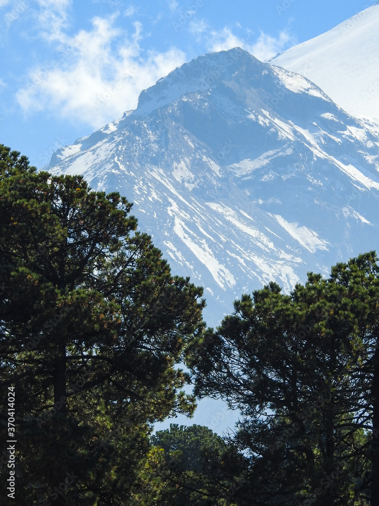 PINUS HARTWEGII EL PINO DE LAS ALTURAS Stock Photo | Adobe Stock