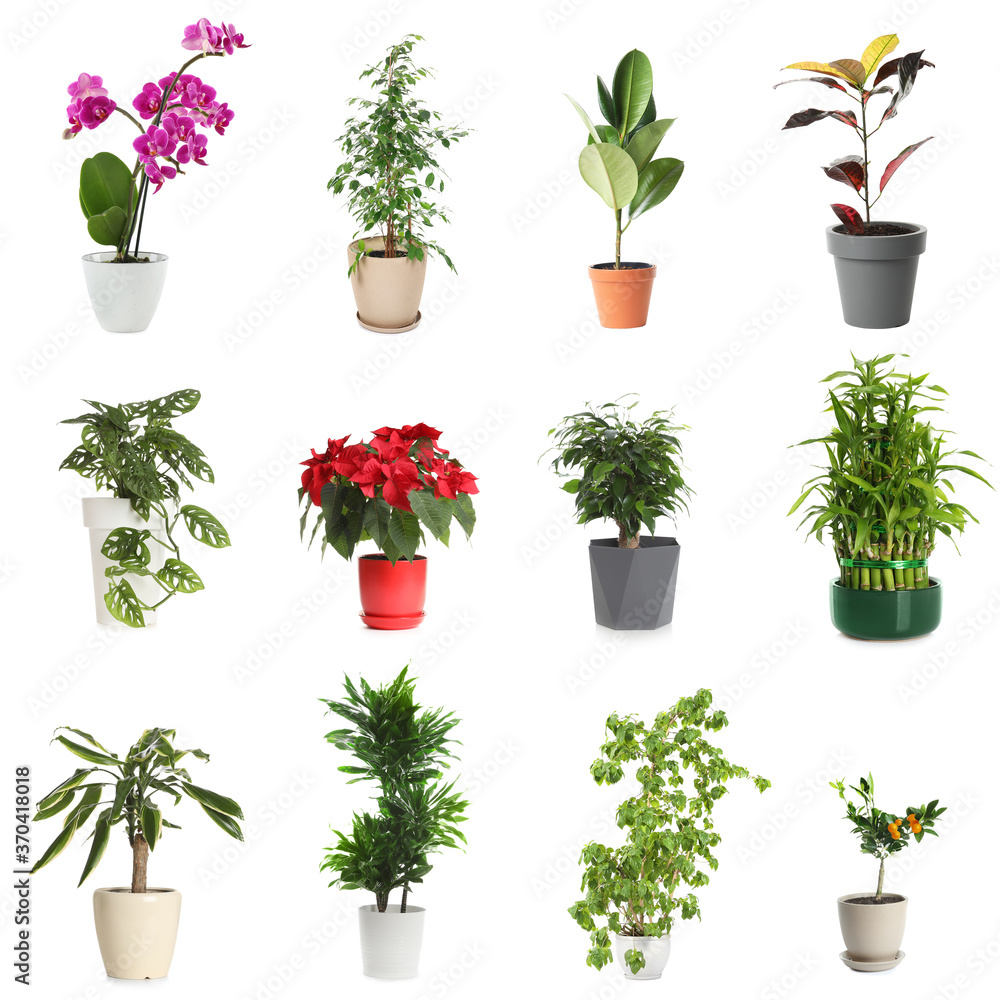 Types Of Flower Pots