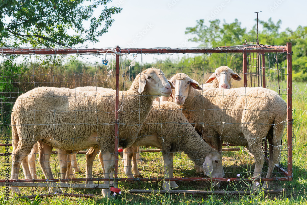 Group of sheep with ear tags in sheepfold. Sheep graze on the grass Stock-Foto | Adobe Stock