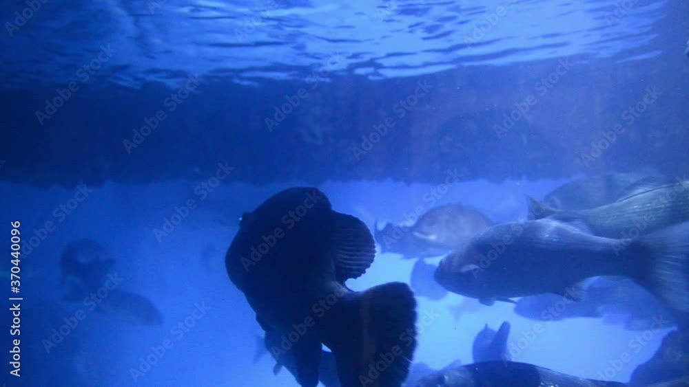 Group of fishes swimming in an aquarium. Fish in the water. A school of ...