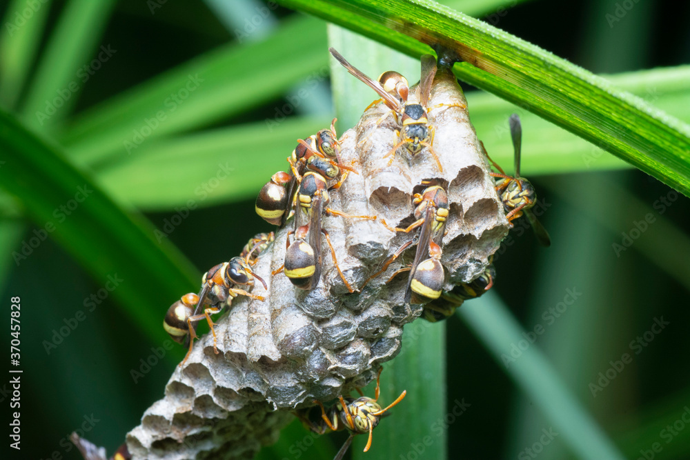paper wasp bees and nest Stock Photo | Adobe Stock