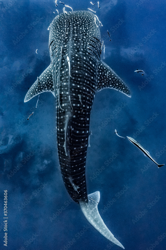 giant Whale shark swimming underwater with scuba divers Stock Photo ...