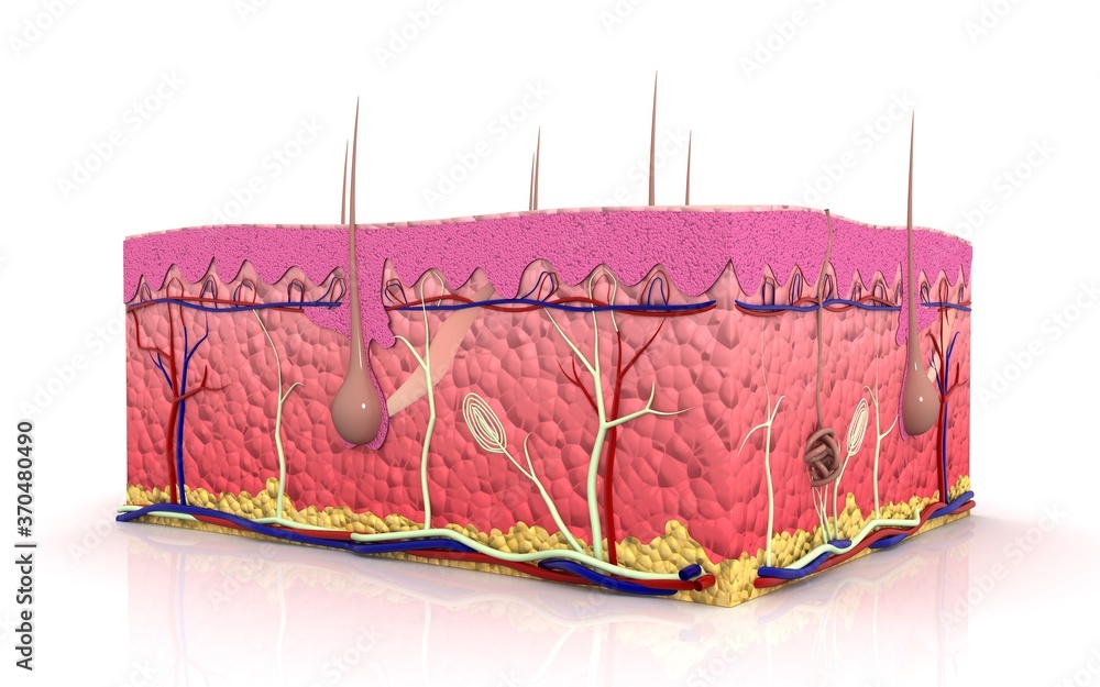Human skin. Layered epidermis with hair follicle, sweat and sebaceous glands. Healthy skin ...