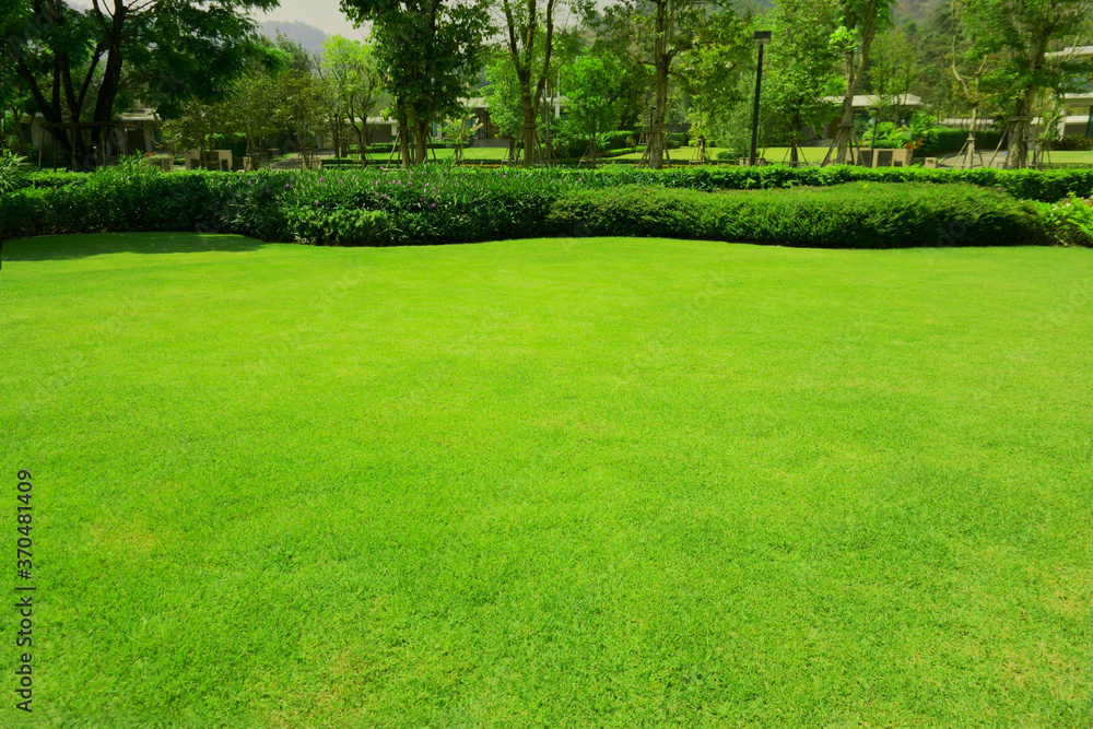Green grass lawn with bush and tree in outdoor backyard garden Stock ...