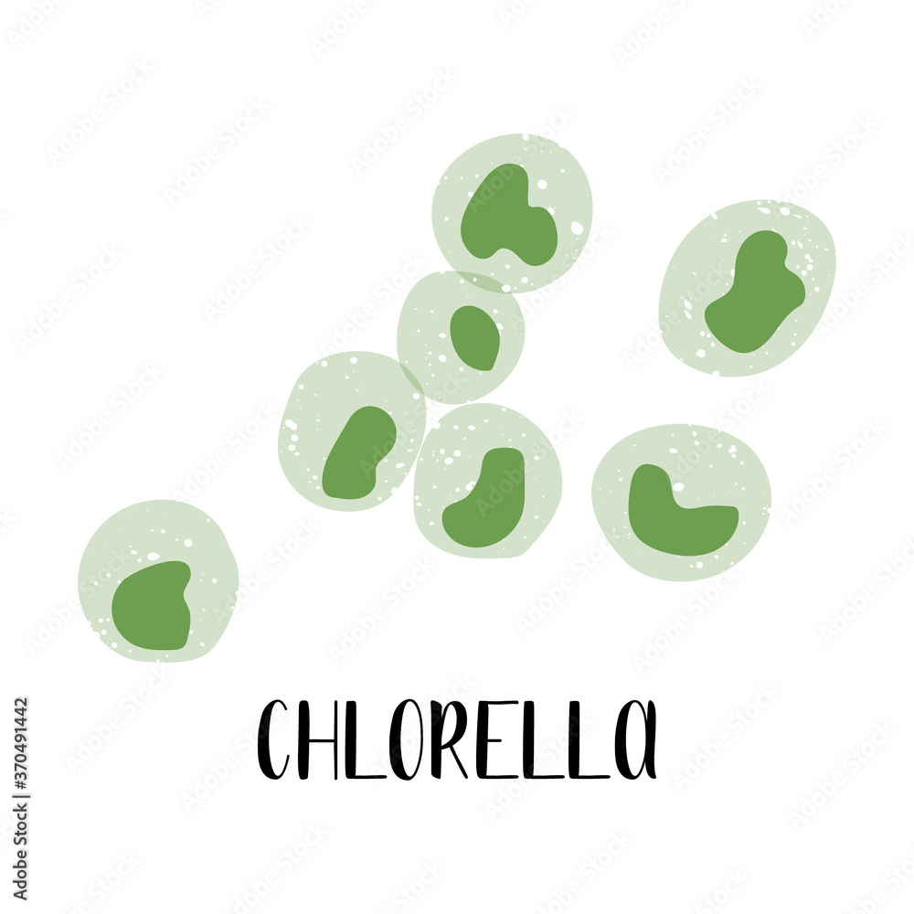 Chlorella. Edible seaweed. Green algae. Sea vegetable. Vector flat ...