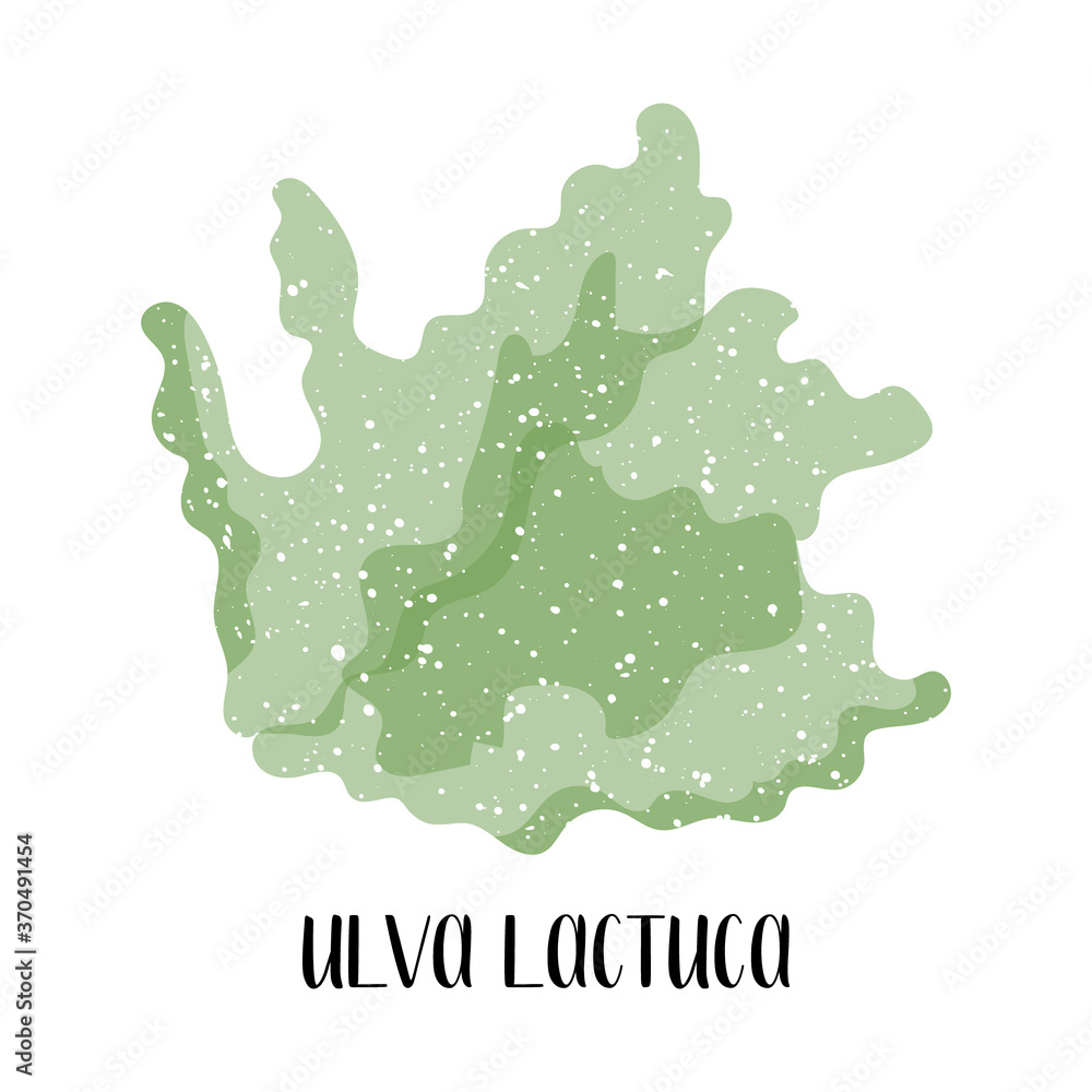 Ulva lactuca. Edible seaweed. Green algae. Sea vegetable. Vector flat ...