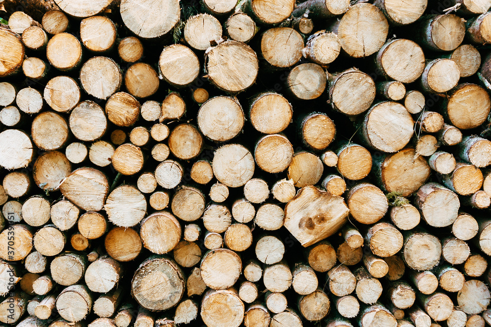 Tree cut cross section texture. Wood industry background. Chopped wood ...