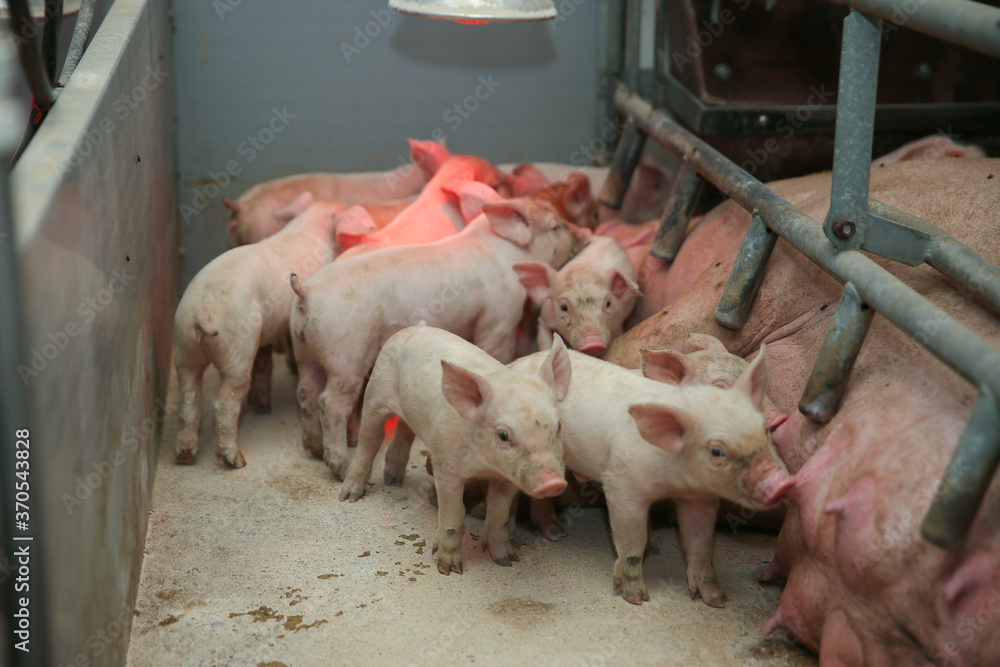 Fertile low lying on straw and suckling piglets in a pig farm Stock ...