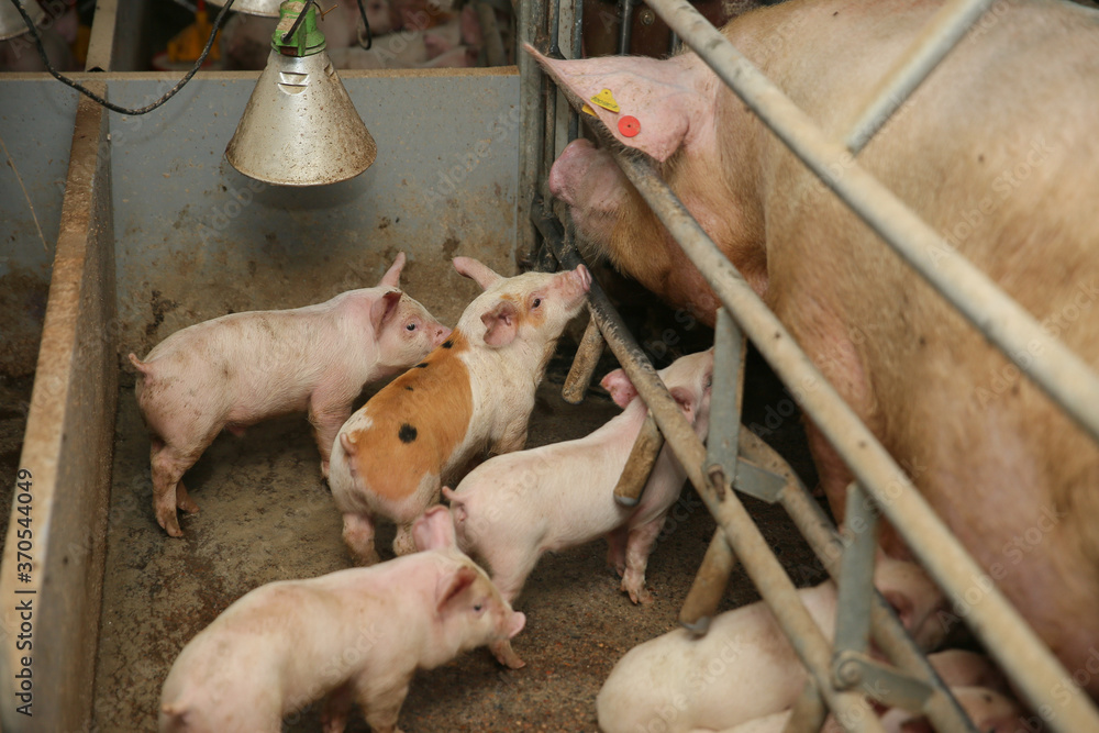 Farrowing crates in pig farms. Swine farming - parent swine farm. Many ...
