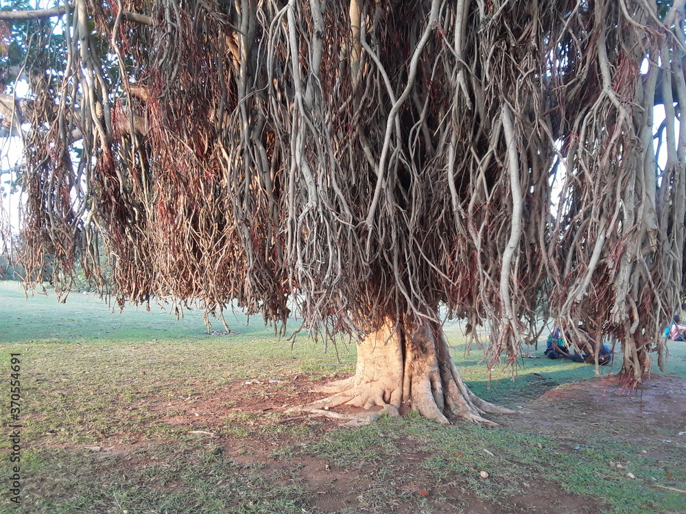 Indian Bargad tree banyan, also spelled "banian", is a fig that begins ...
