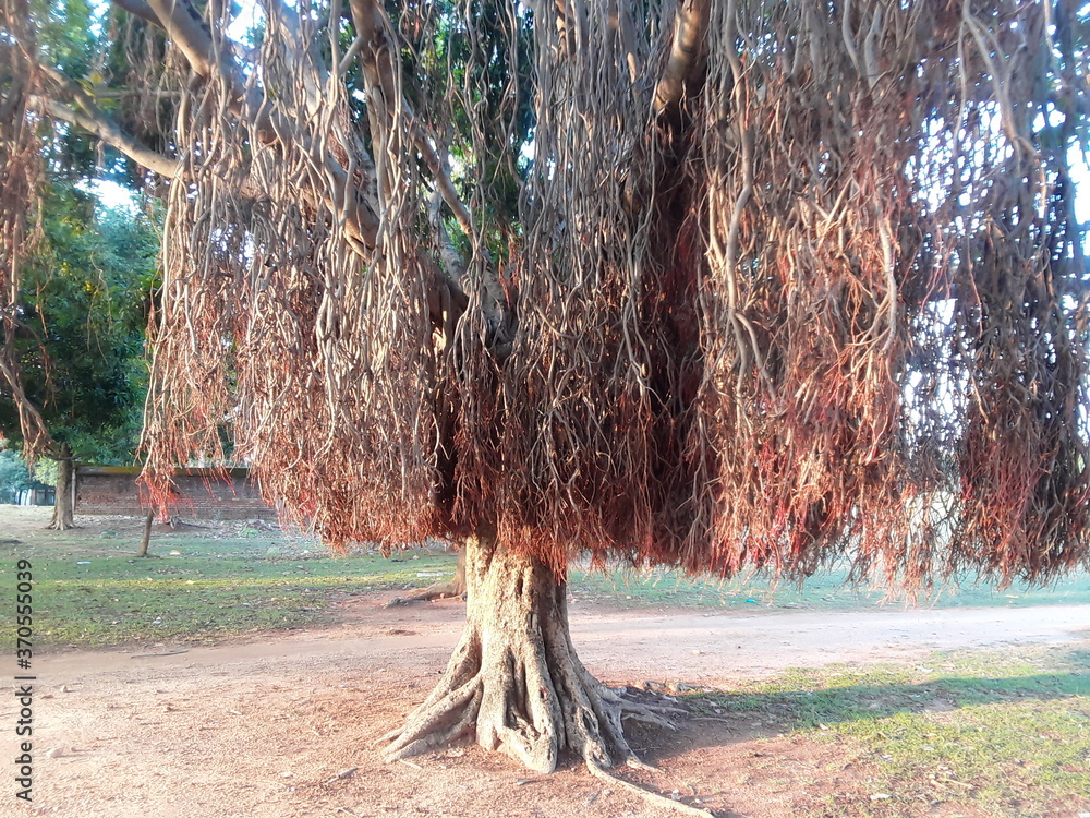 Indian Bargad tree banyan, also spelled "banian", is a fig that begins ...