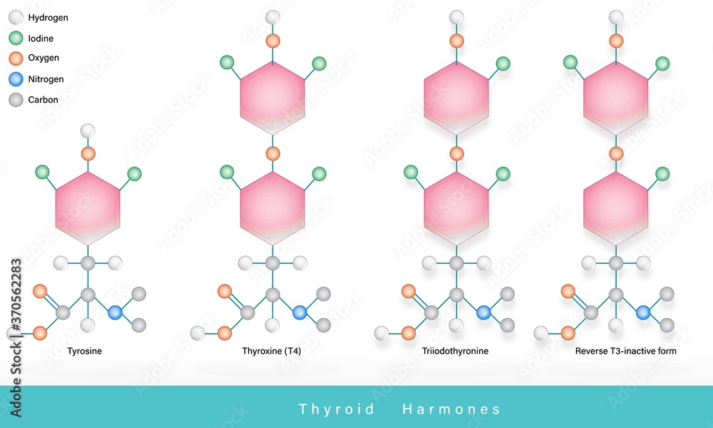 Thyroid hormones chemical structure tyrosine, triiodothyronine ...