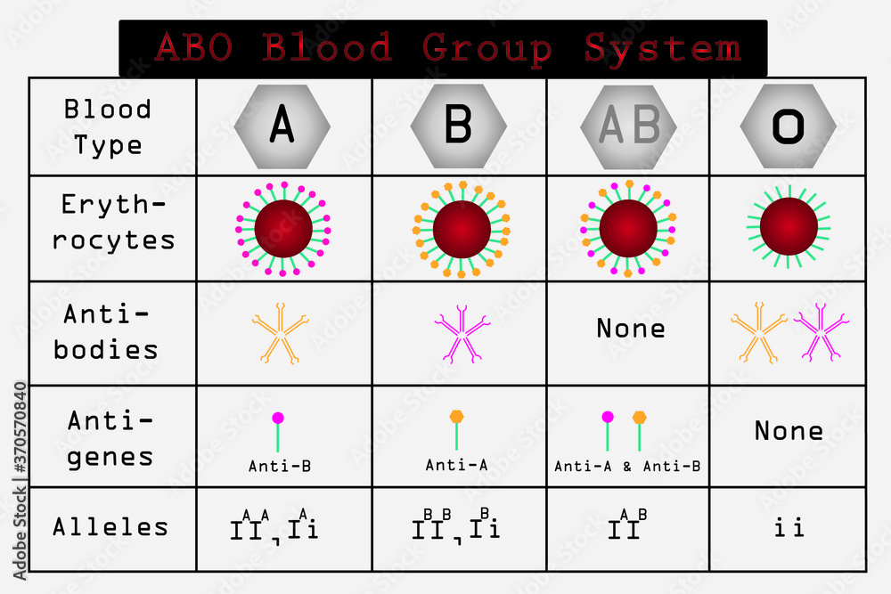ABO blood group system and allele of ABO blood group. classification of blood group. Stock ...
