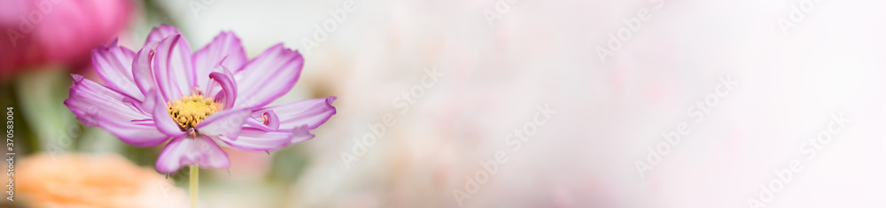 Nature of flower in garden using as cover page background natural flora ...