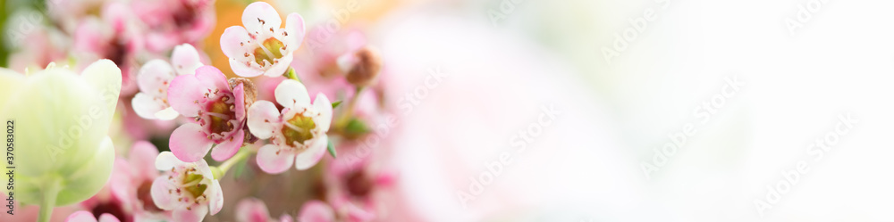 Nature of flower in garden using as cover page background natural flora ...