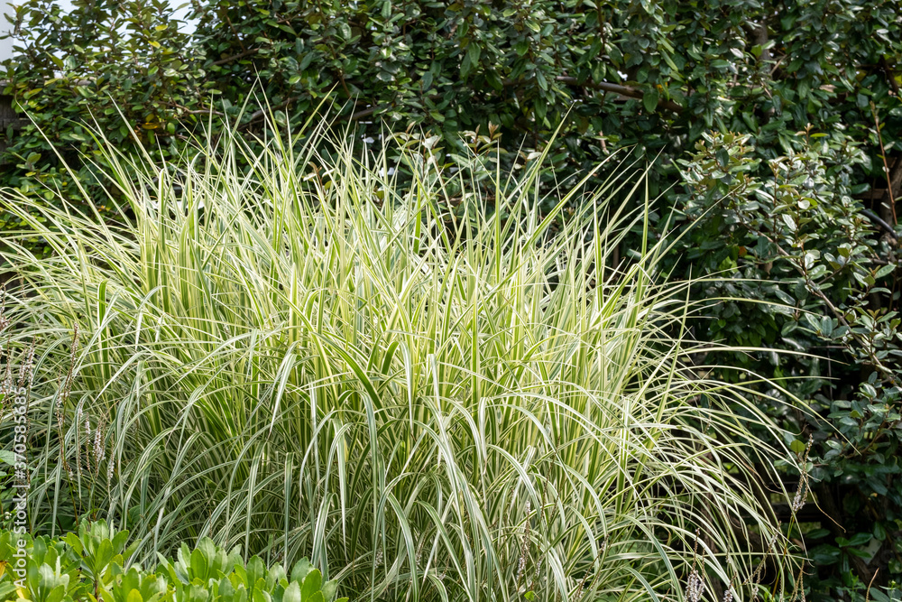 Miscanthus sinensis 'Variegatus' - Weissbuntes Chinaschilf Stock Photo ...