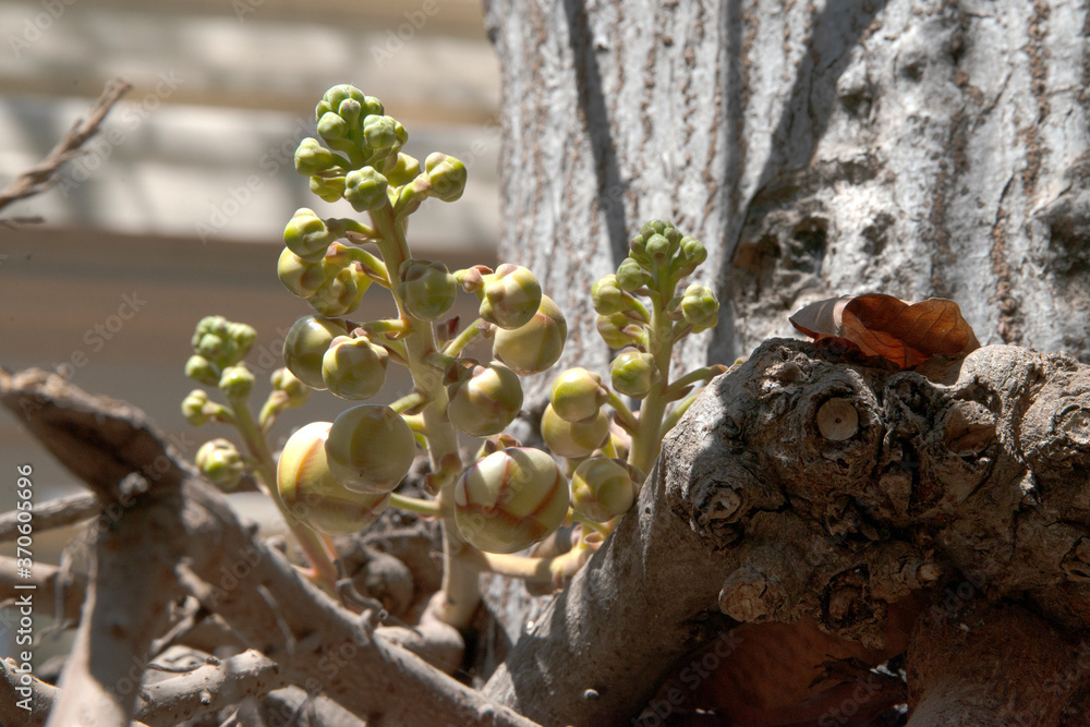 Couroupita guianensis, known by a variety of common names including ...