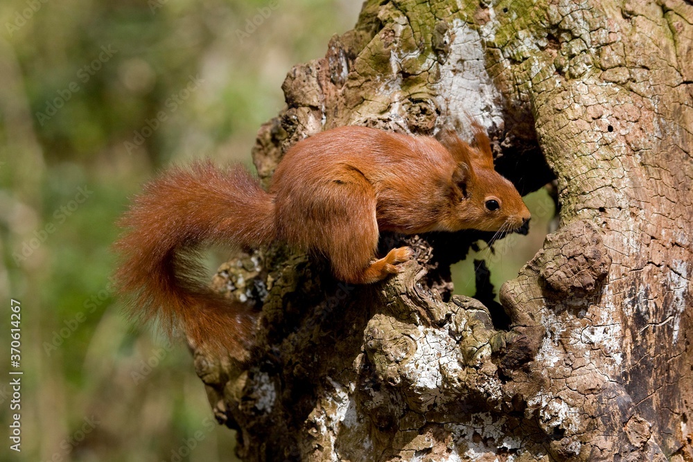 Red Squirrel, sciurus vulgaris, Adult standing on Stump, Normandy Stock ...
