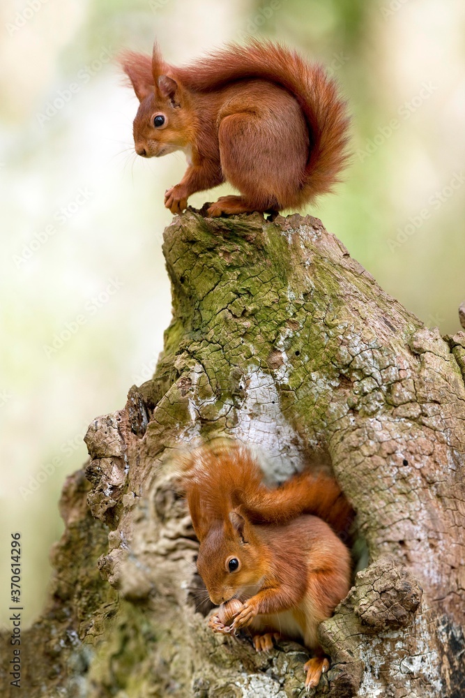 Red Squirrel, sciurus vulgaris, Adults standing on Stump, Normandy ...